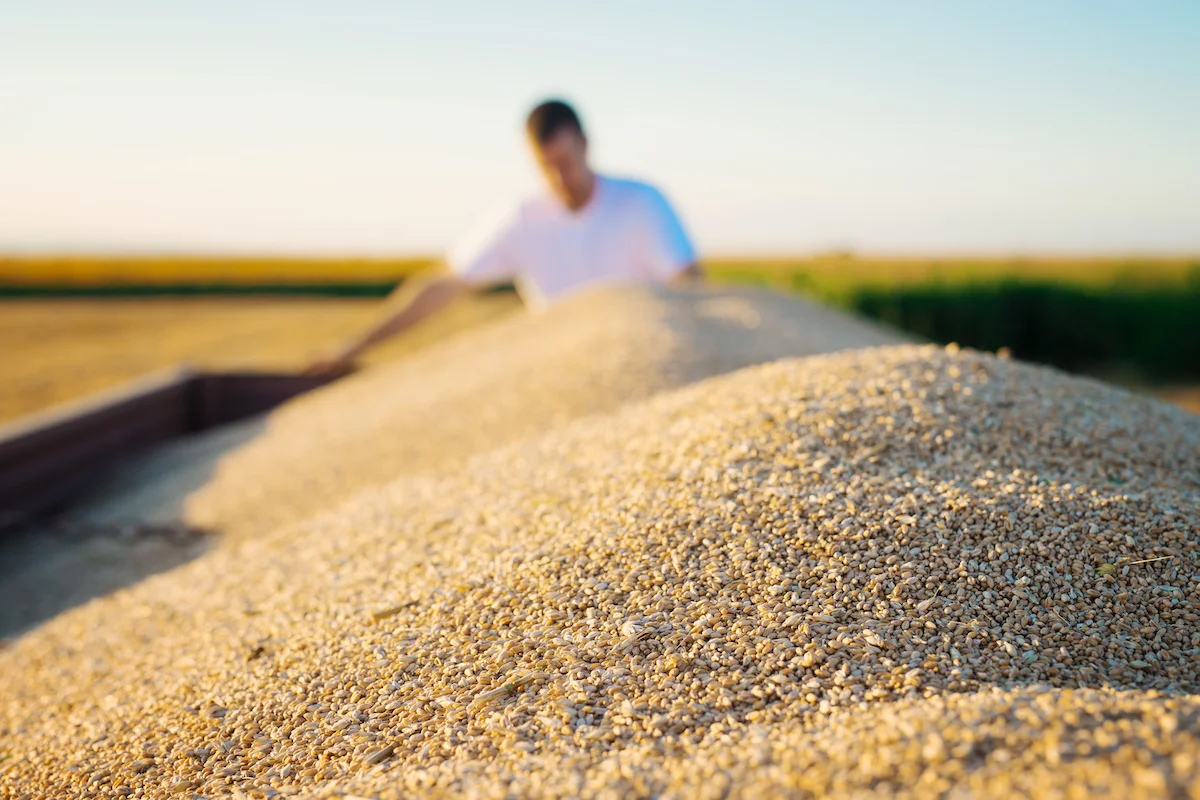 The history of flour and semolina: who invented them? The international ...